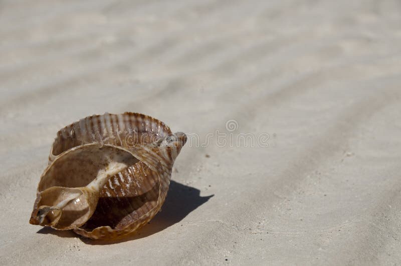 Sea shell on the beach stock photo. Image of shell, tropical - 28519586