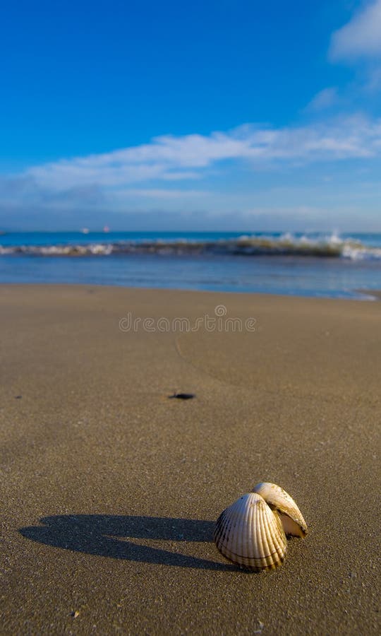 Sea shell on the beach stock image. Image of blue, sand - 7315571