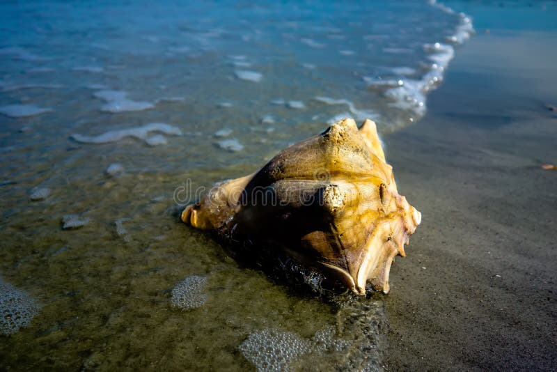 Sea Shell on a Beach of Atlantic Ocean at Sunset Stock Image - Image of ...