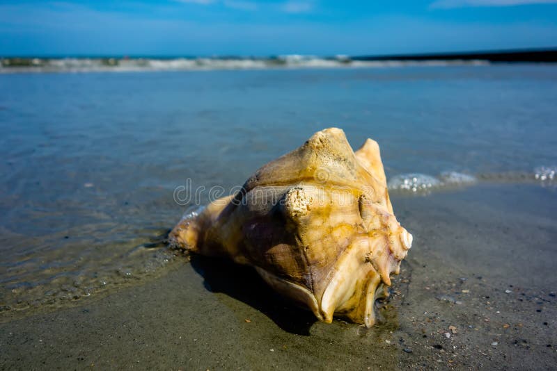 Sea Shell on a Beach of Atlantic Ocean at Sunset Stock Image - Image of ...