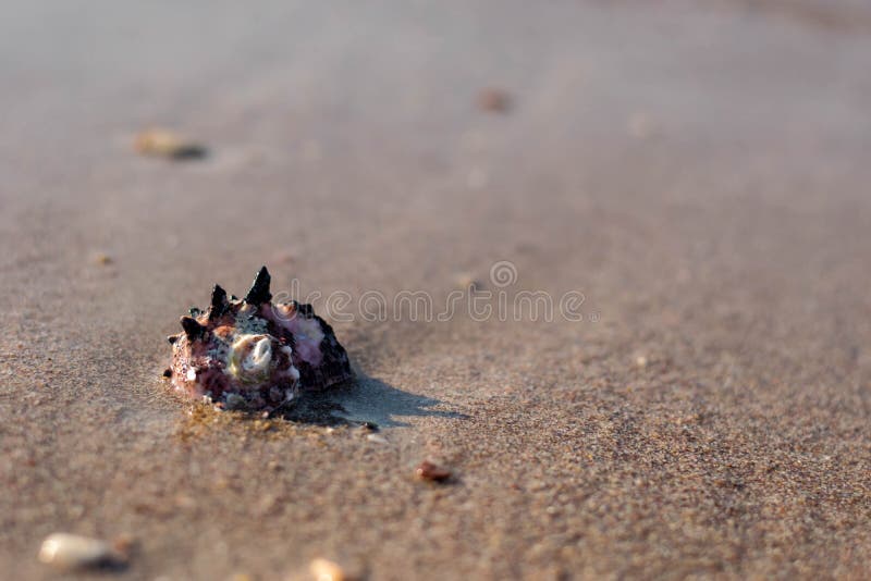 Sea Shell by the beach stock photo. Image of endangered - 141095574