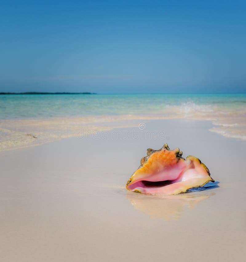 Sea shell in the beach stock image. Image of closeup - 33621451