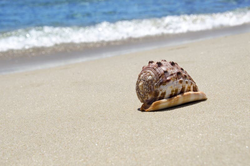 A sea shell stock image. Image of ocean, floor, marine - 20094189