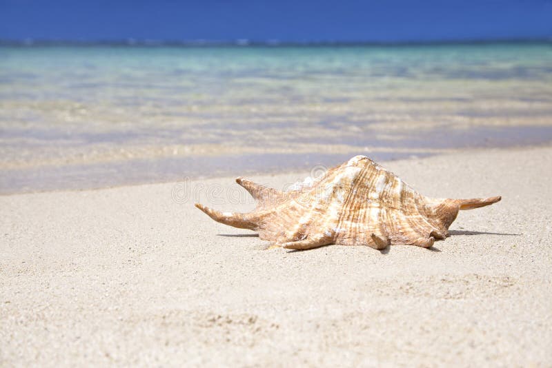 Island Tours stock image. Image of tranquil, conch, vacations - 7818085