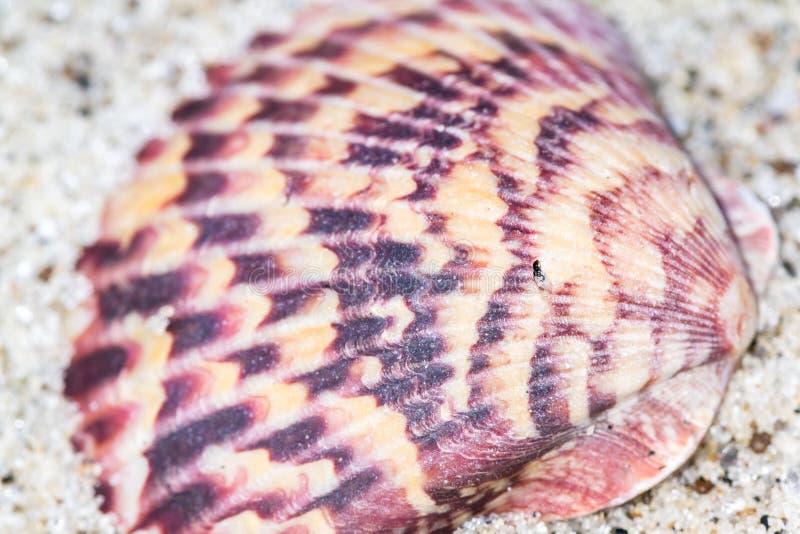 Sea shell on the beach stock photo. Image of attraction - 78632998