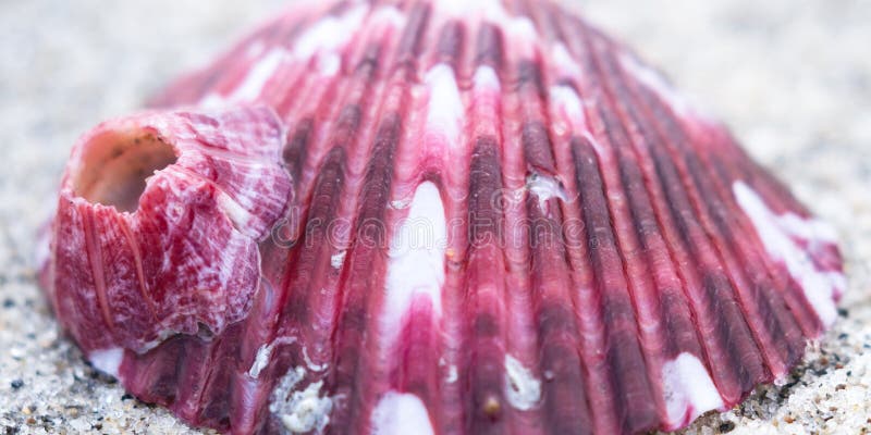 Sea shell on the beach stock photo. Image of tropical - 78812268