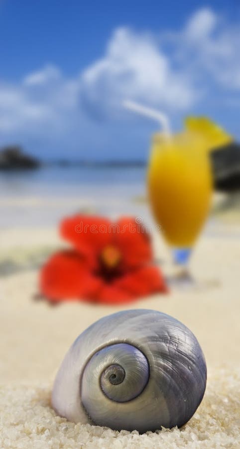 Beautiful Sea Shell on the Beach Stock Photo - Image of reef, beautiful ...