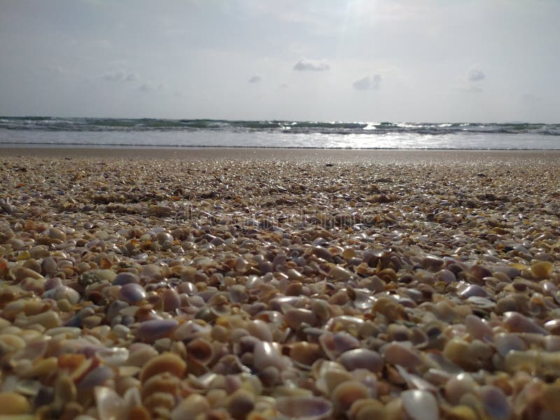 Sea shell beach in Goa stock image. Image of beach, shore - 257230901