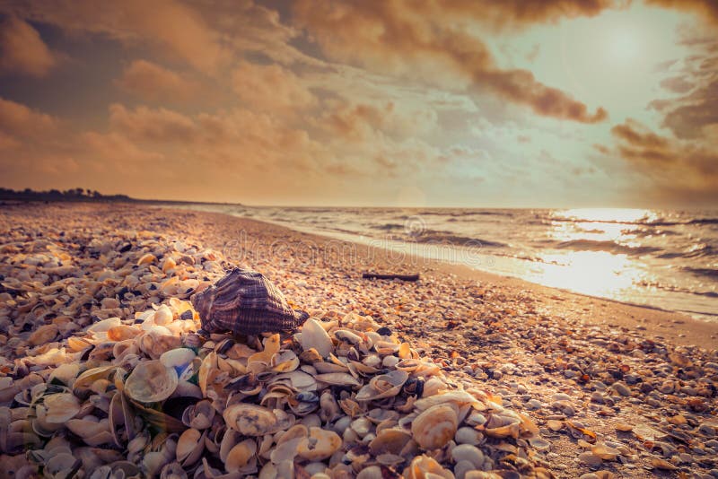 Sea Shell on a Beach in the Morning Light Stock Photo - Image of ...