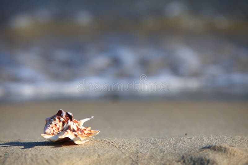 Sea Shell on Beach at Ocean Background Stock Photo - Image of vacation ...