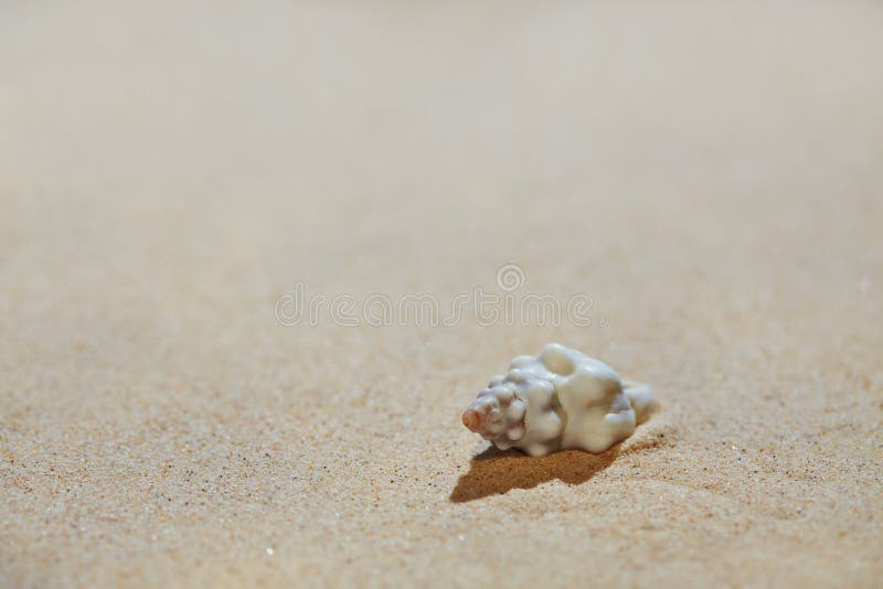 Sea shell on beach sand stock photo. Image of travel - 177998370