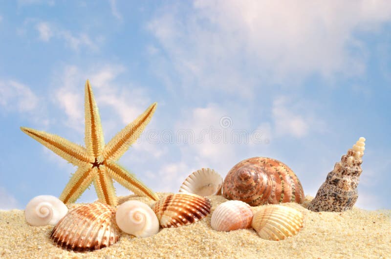 Sea shell on beach in sand stock photo. Image of seashell - 30353630