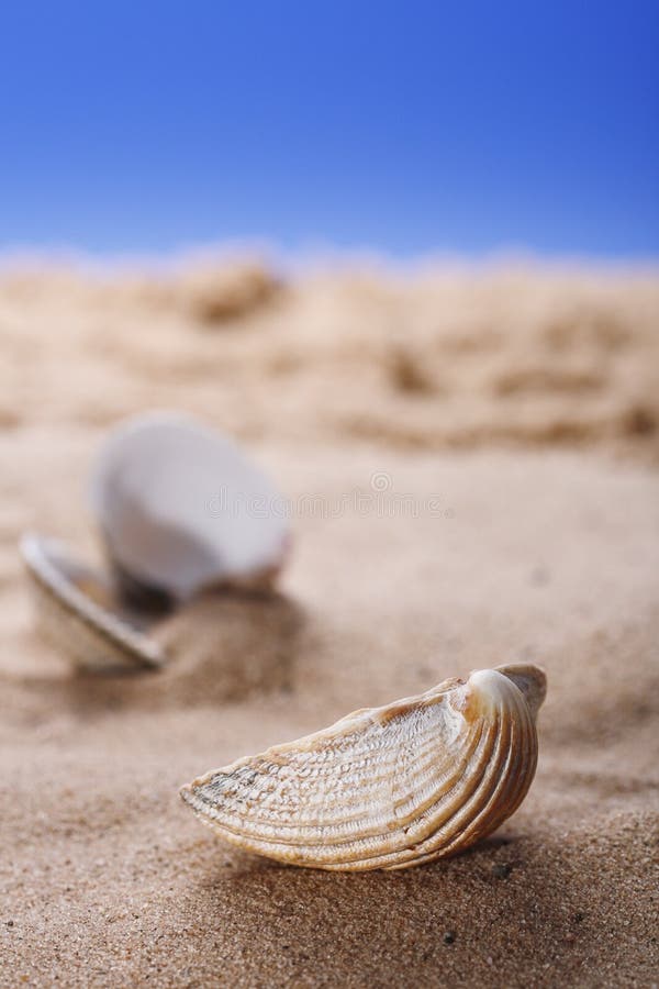 Sea Shell on Beach Sand and Blue Sky Background Stock Image - Image of ...