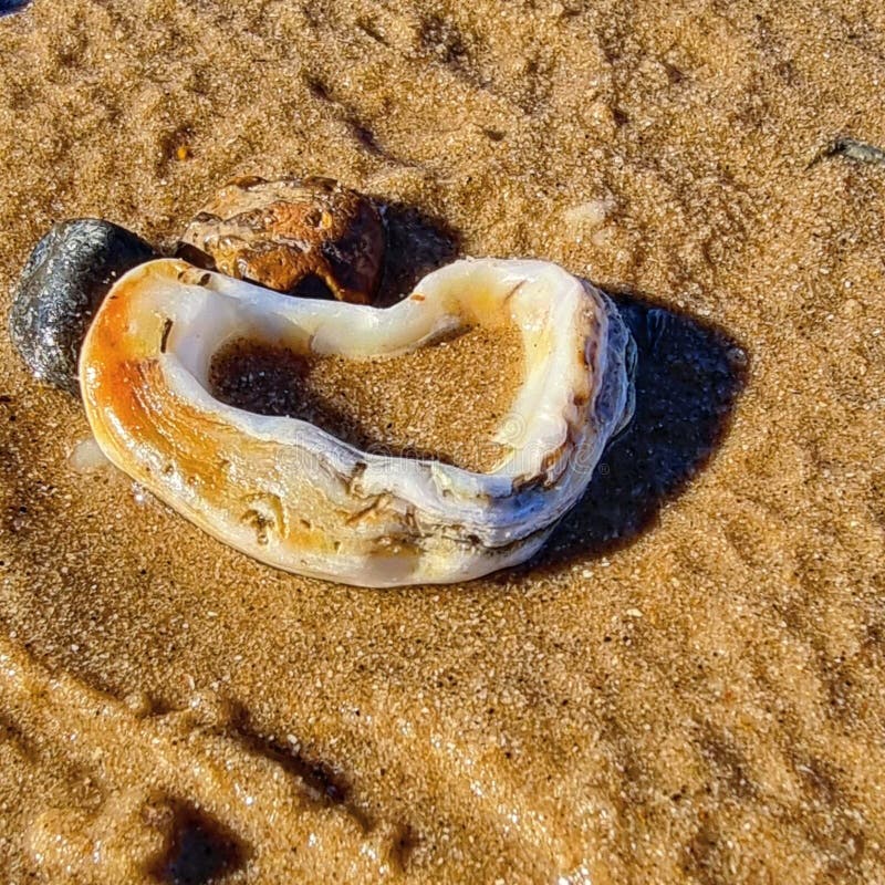 Sea Shell, Beach, Sand, Shell Beautiful Stock Photo - Image of wildlife ...