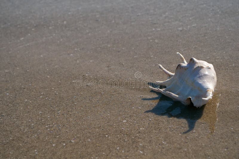 Sea shell stock photo. Image of color, resort, coastline - 47285936