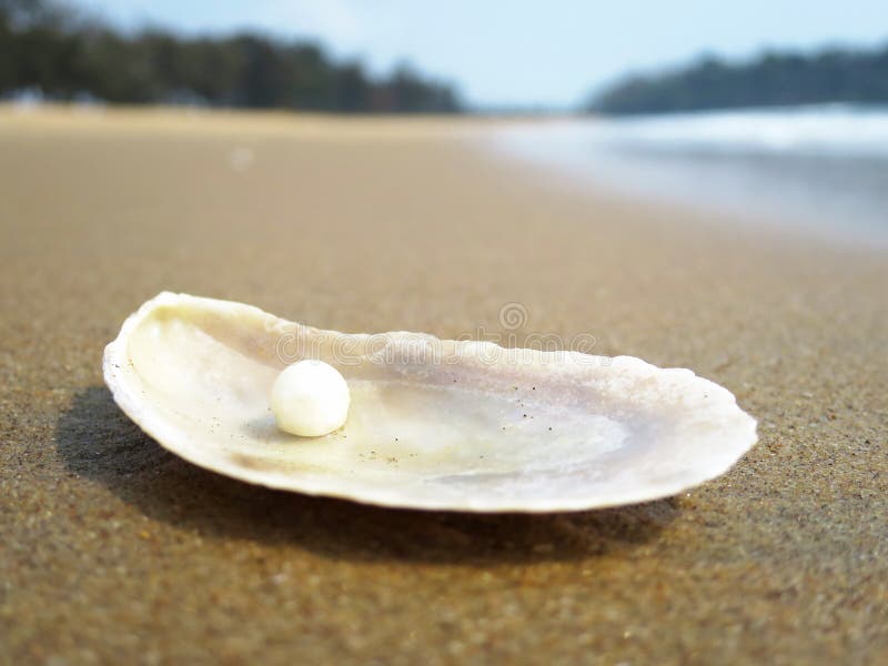 Sea shell on the beach stock image. Image of ashore - 135821309