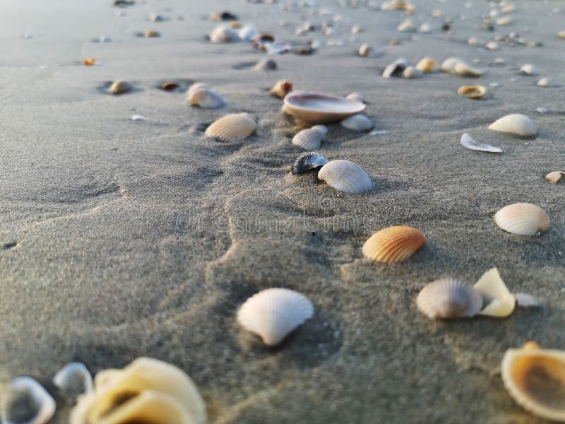 Sea shell on beach stock image. Image of wildlife, sand - 185836353