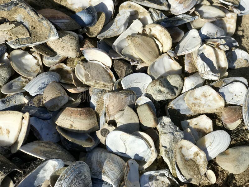 Sea shell at beach stock photo. Image of rocksandshells - 99725068