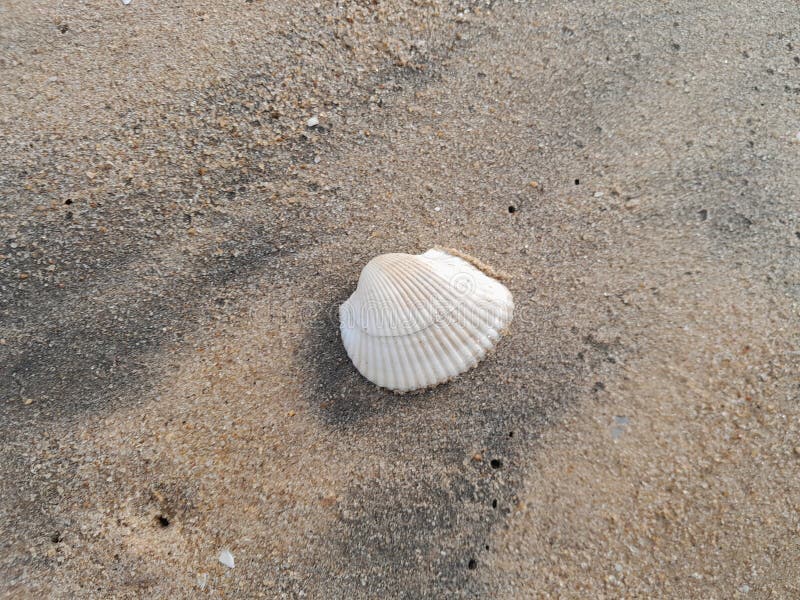 Sea Shell on Beach Side in Summer Stock Image - Image of circle, rock ...