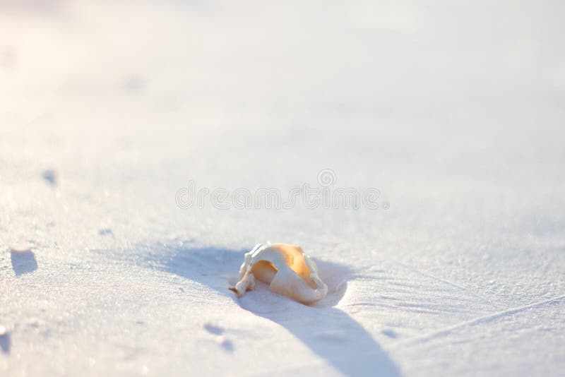 Sea shell on the beach stock image. Image of enjoying - 179835633