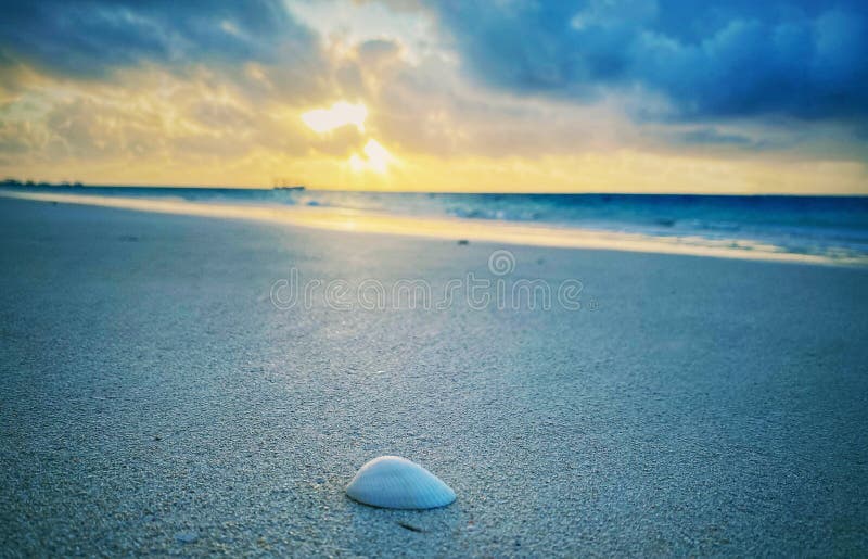 Sea Shell on the Beach at Sunrise in Mombasa Stock Image - Image of ...