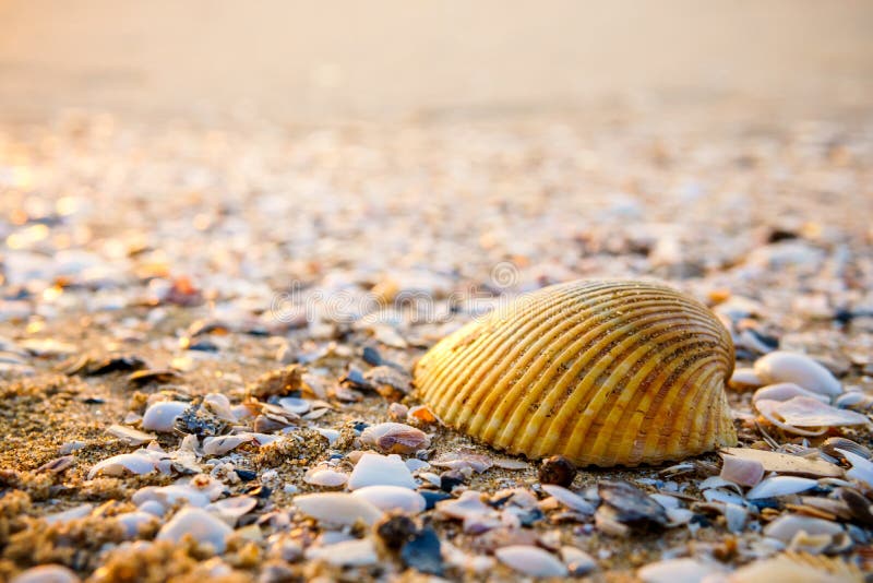 Sea Shell on Beach in the Sunrise Stock Image - Image of light, shell ...