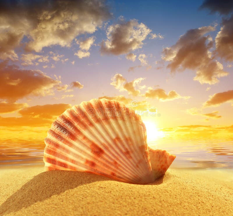 Sea shell on beach stock photo. Image of landscape, shore - 70773214