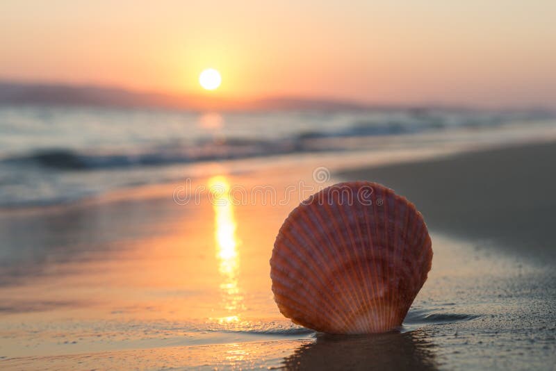 Sea Shell on the Beach at Sunset Stock Photo - Image of memories ...