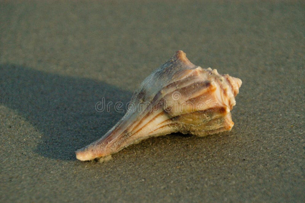 Sea Shell on the Beach in Virginia Stock Photo - Image of shell, sunset ...