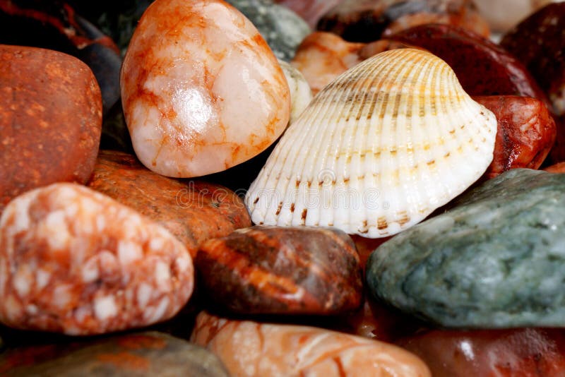 Sea Shell with Sea and Beautiful Colorful Stones Stock Image - Image of ...