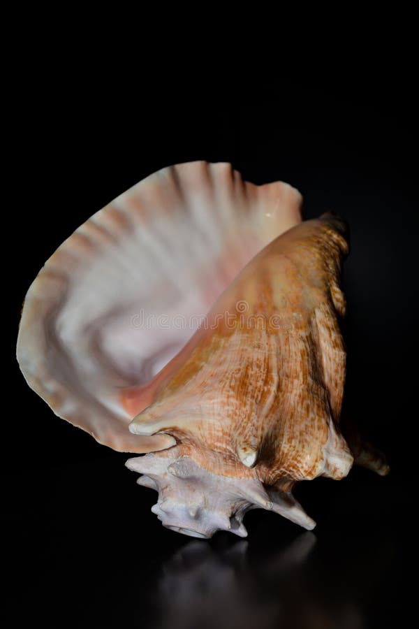Sea Shell stock photo. Image of shell, nature, beautiful - 222314986