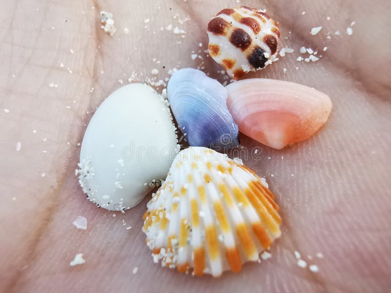 Sea Shell with Beautiful stock photo. Image of seafood - 208346522