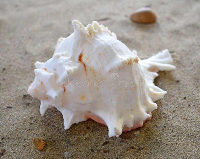 Sea shell beautiful stock image. Image of nature, single - 105140763