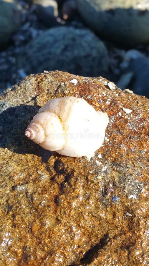 Seashell stock image. Image of beaches, sand, seashell - 50541567