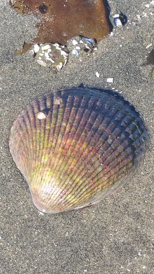 Seashell stock image. Image of beaches, sand, seashell - 50541567