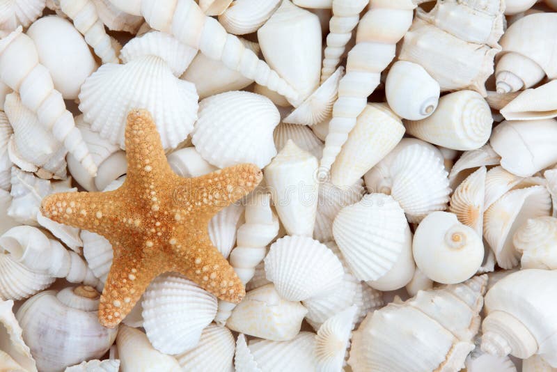 Sea Shell Beauty stock image. Image of starfish, seashell - 31277707