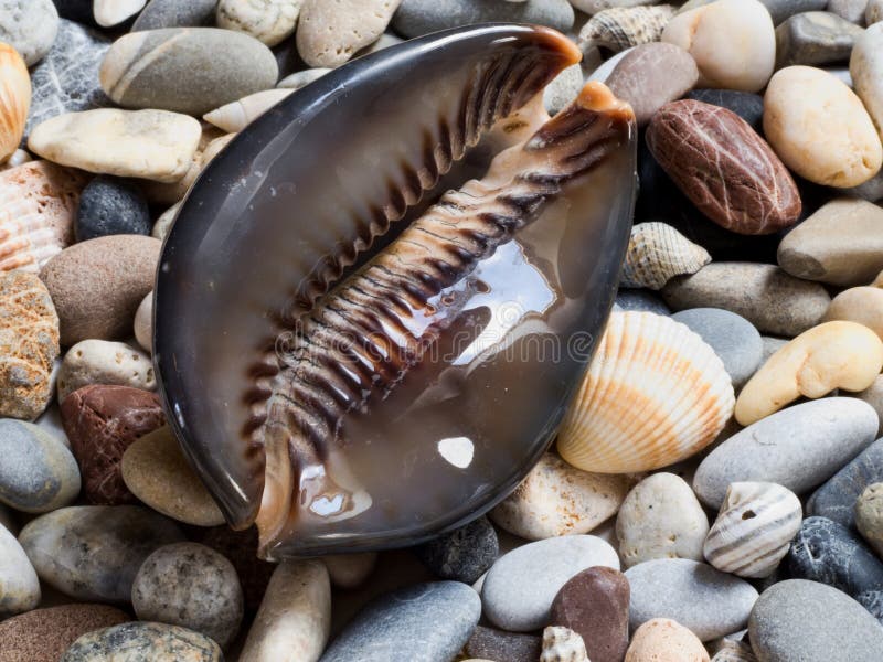 Sea Shell, Big Cowrie, Laid on a Layer of Colorful Pebbles and Small ... Sea Shell, Big Cowrie, Laid on a Layer of Colorful Pebbles and Small ...