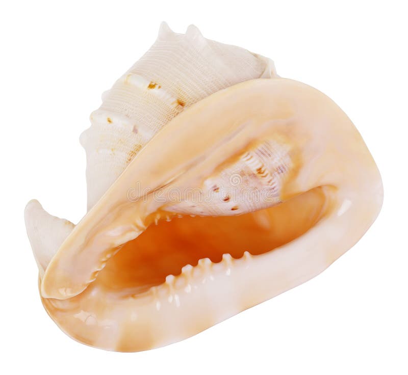 Sea Shell Family Group stock image. Image of group, kabuk - 166361731