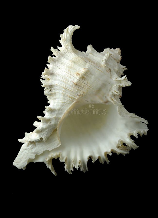 Sea Shell with Black Textured Background Wallpaper, Stock Image - Image ...