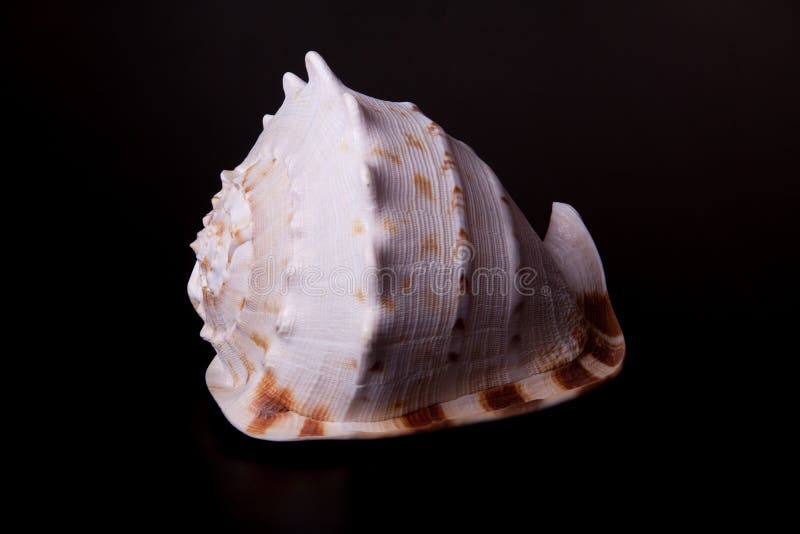 Sea shell on black stock image. Image of empty, life - 55602623