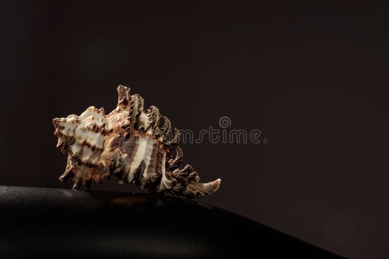 Sea Shell on Black Background. Artistic Photography Stock Photo - Image ...