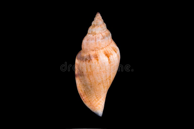 Sea Shell on Black Background Stock Photo - Image of mediterranean ...