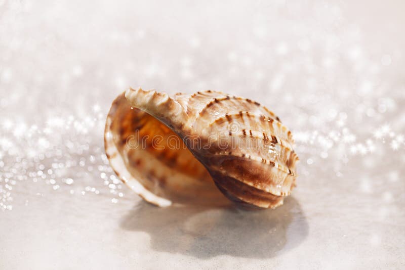 Sea Shell on Black Sand Under Rain Droplets . Stock Photo - Image of ...