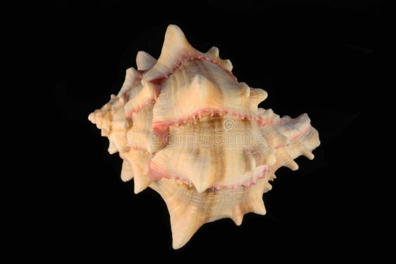 Sea shell stock photo. Image of marine, seashell, close - 141875316