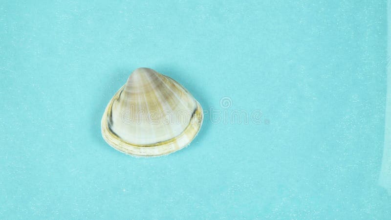 Sea Shell on a Blue Background. Stock Photo - Image of spiral, bivalve ...