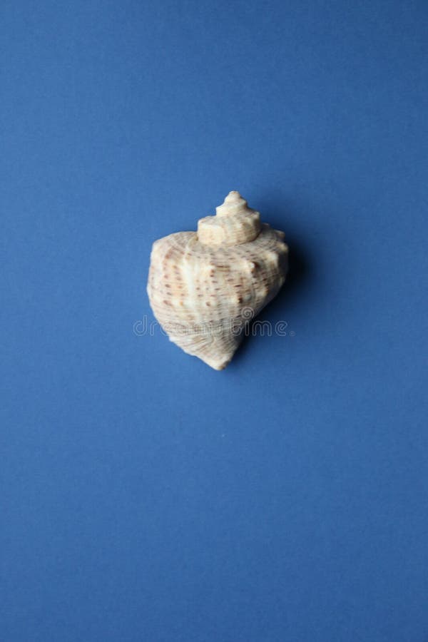 Sea Shell on a Blue Background Stock Image - Image of animal ...