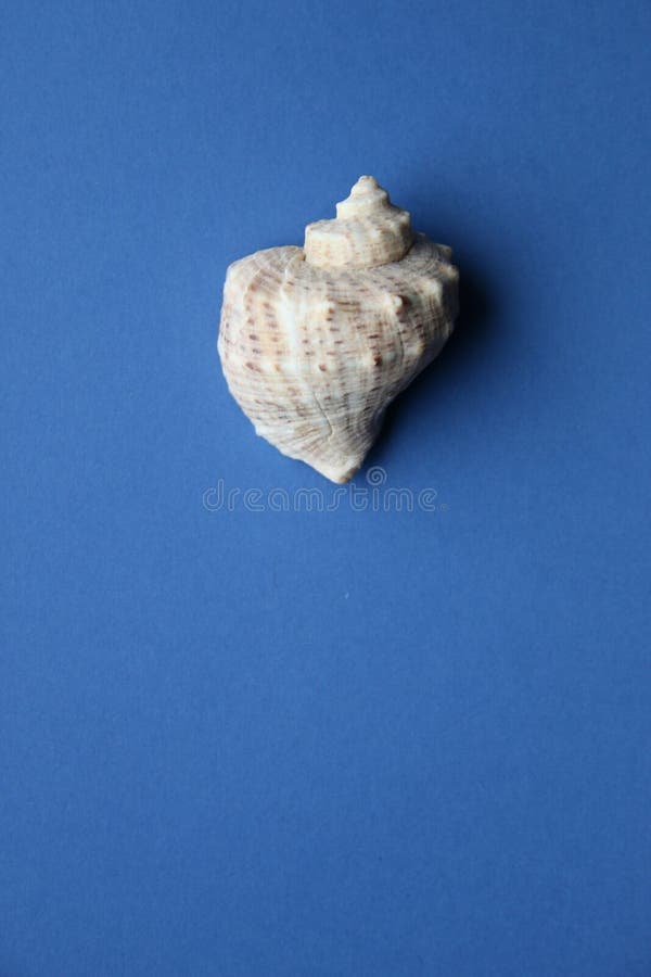 Sea Shell on a Blue Background. Stock Photo - Image of travel, holiday ...