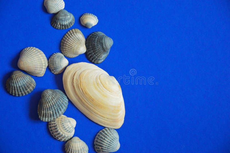 Seashell on a Blue Background. Preparing for Summer, Tourism and Travel ...