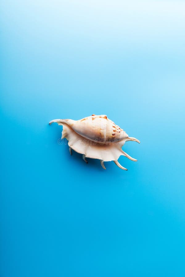 Sea Shell on Blue Background. Sea Concept Stock Photo - Image of summer ...