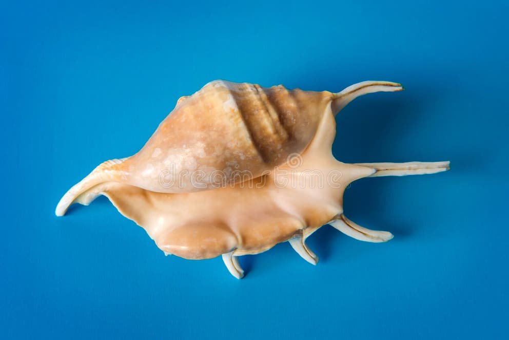 Sea Shell on a Blue Background Stock Image - Image of single, mollusk ...